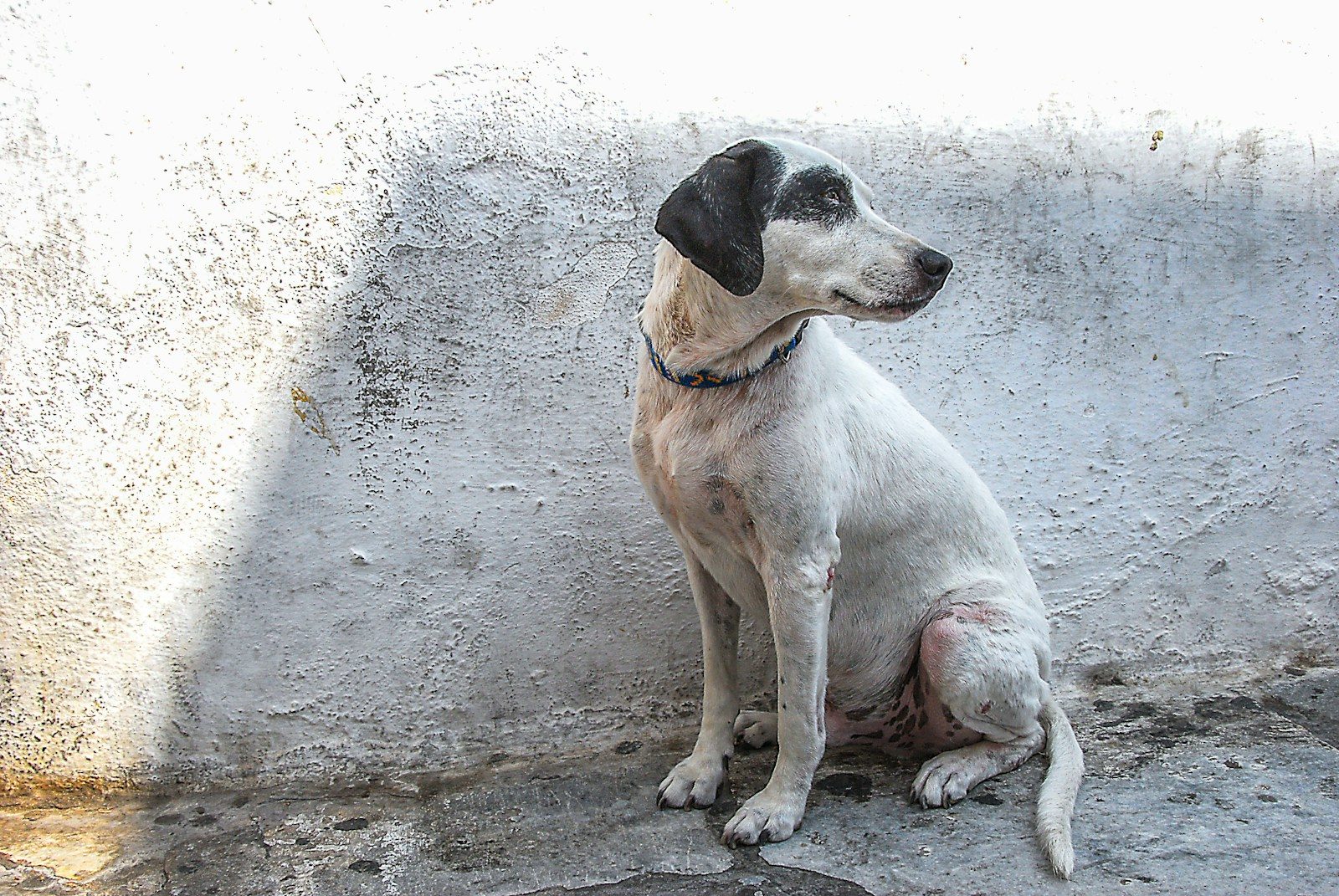 This abandoned dog never stopped hoping someone would come for him