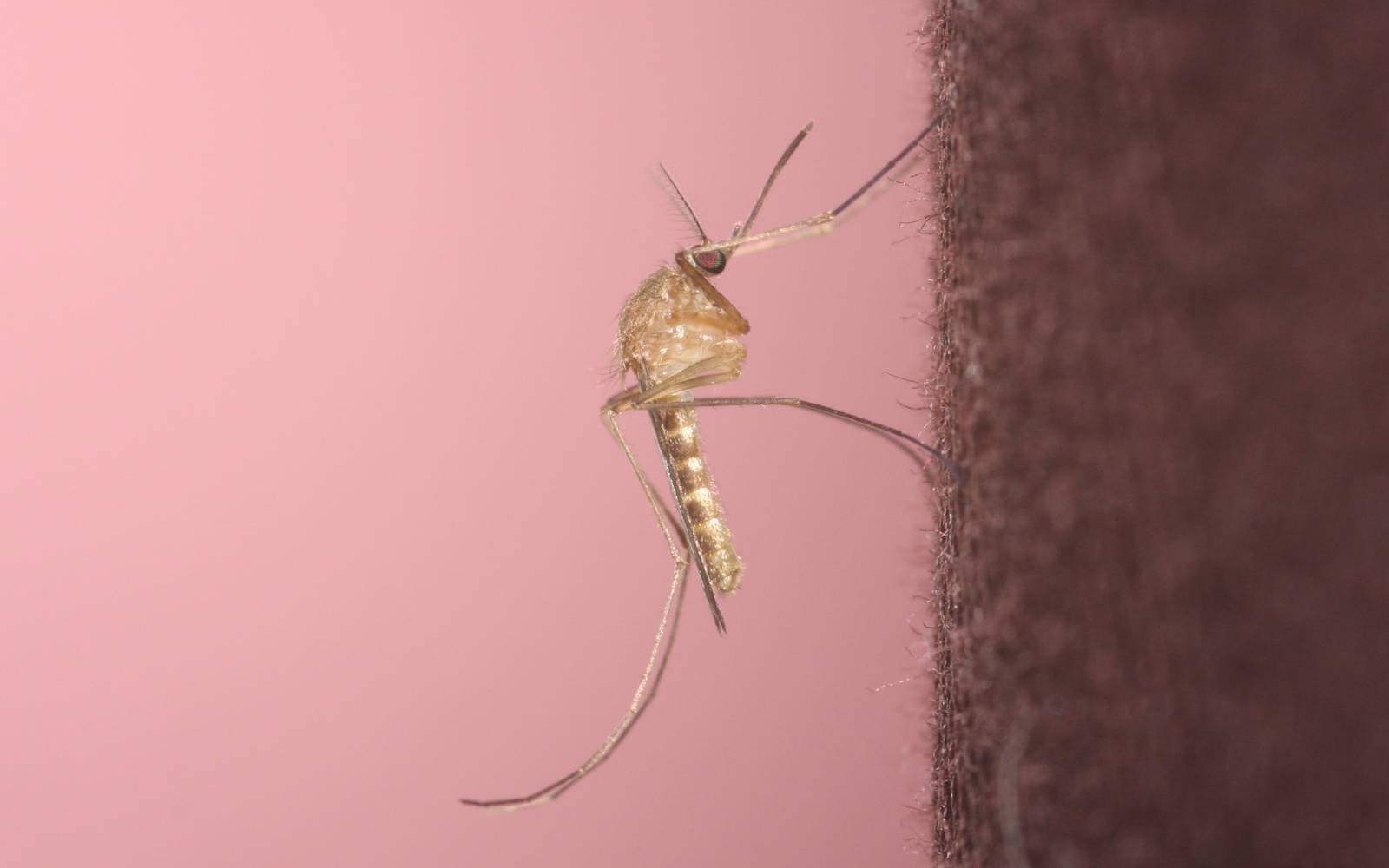Experts probe 'shock' arrival of mosquito virus in Scotland