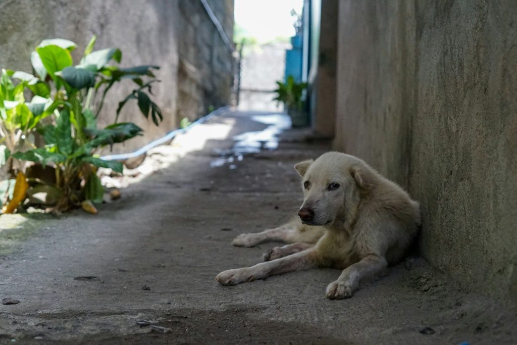 This abandoned dog never stopped hoping someone would come for him