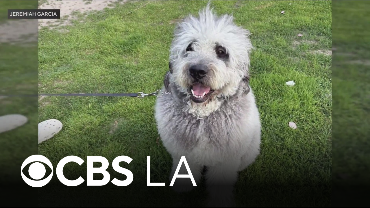 LAPD officer fatally shoots dog in Canoga Park after responding to ...