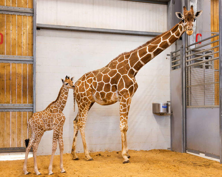 Fort Worth Zoo's new baby giraffe needs a name. Here's how you can help ...
