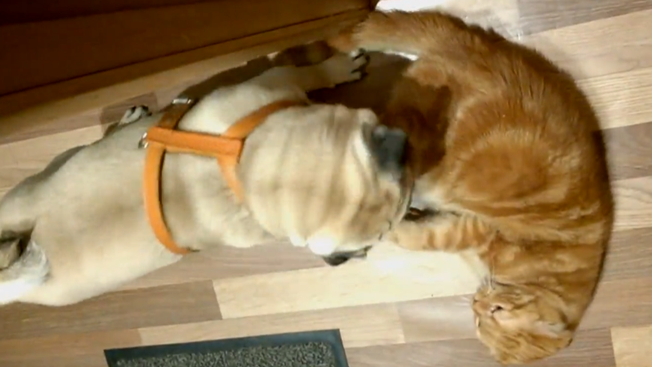 Cat swats at dog with its claws