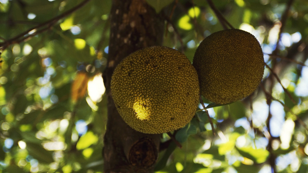 Jackfruit: From origins to culinary uses