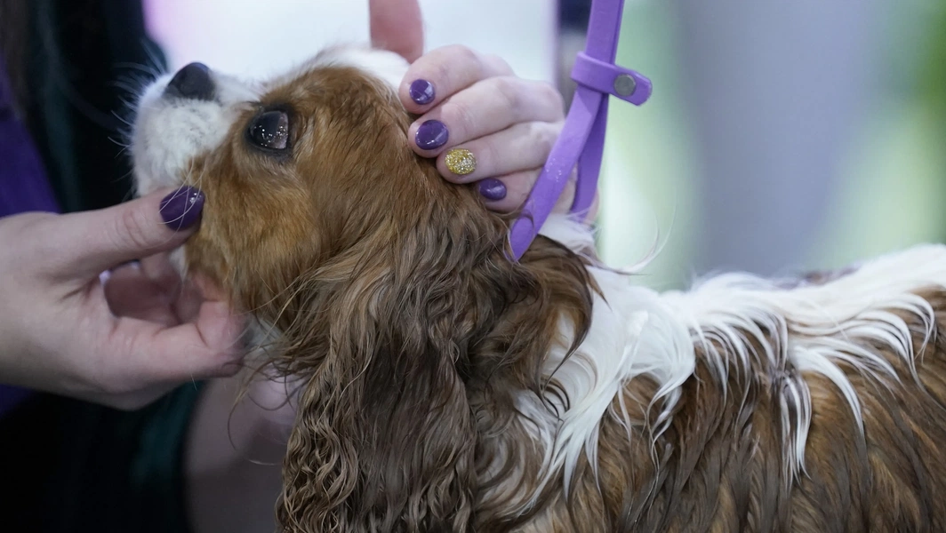 10 small dog breeds ideal for family life