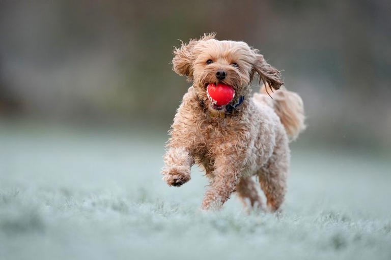 Plans for new 'sensitive dogs' walking area near Cambridgeshire RAF base