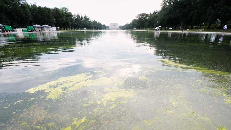 Lincoln Reflecting Pool turns bright green after Trump renovation