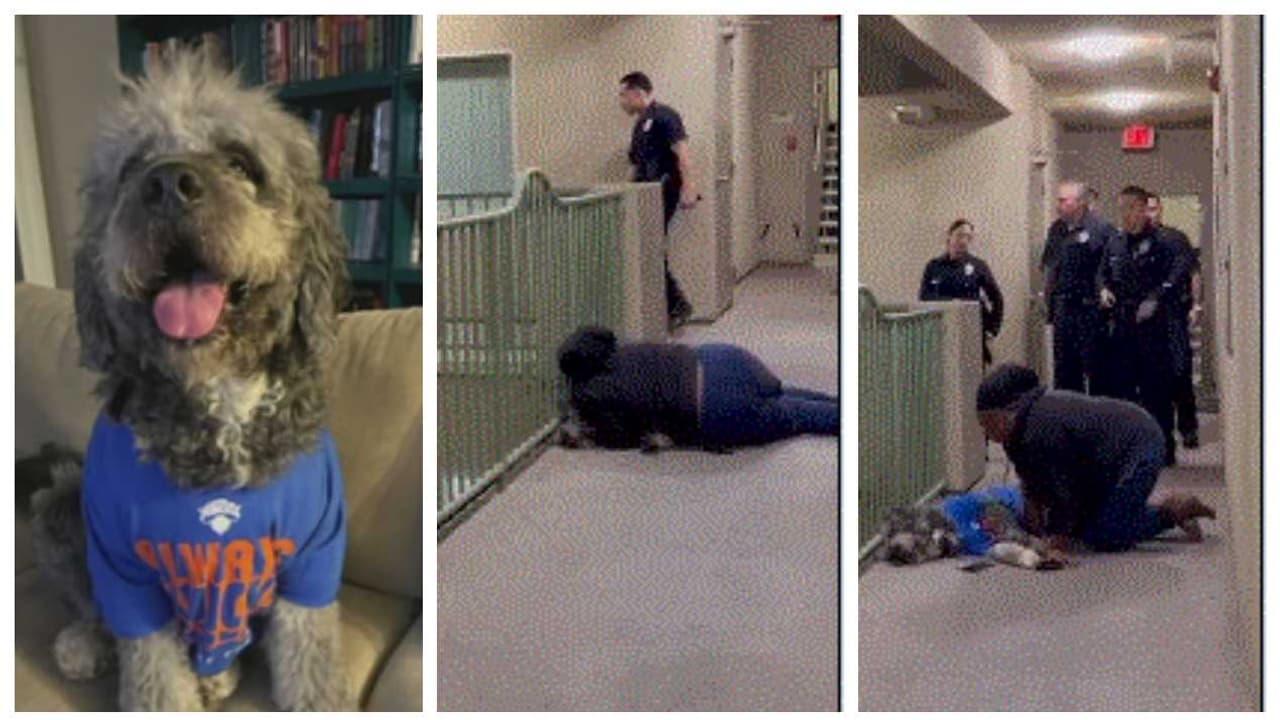 LA police shoot pet dog dead after noise complaint, viral video sparks ...