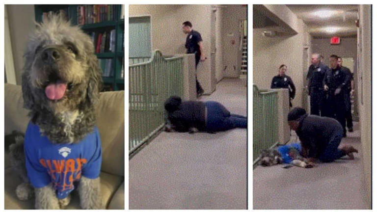 LA police shoot pet dog dead after noise complaint, viral video sparks ...