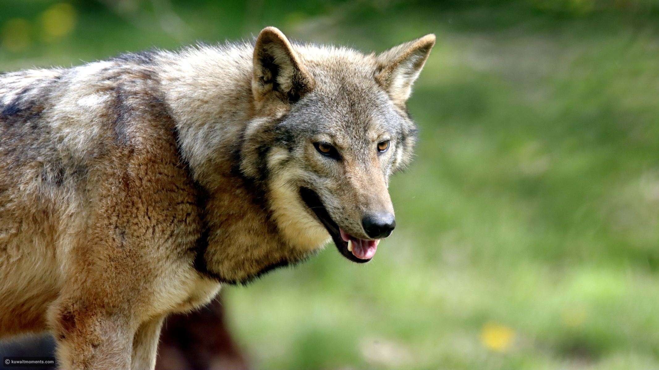 The 10 most protective parents in the animal kingdom