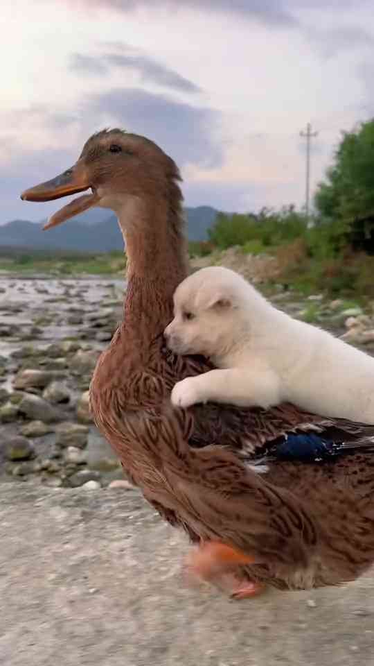 The strange routine farmyard dynamic showing a bird acting as ...