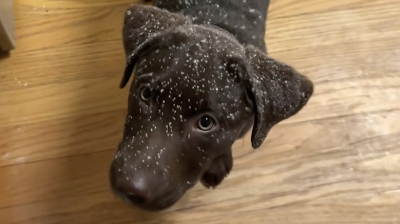 Chocolate lab puppy has everyone saying the same thing after adorable ...