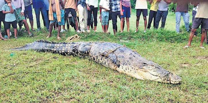 16-feet-long crocodile captured from canal in Kendrapara