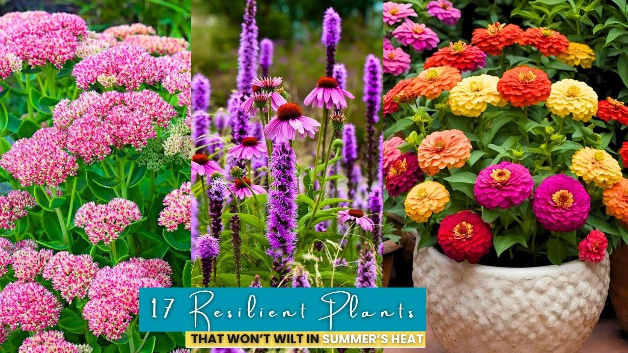 17 hardy plants that handle extreme summer temperatures