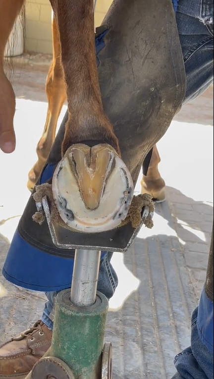ASMR farrier hoof trimming done like a pro