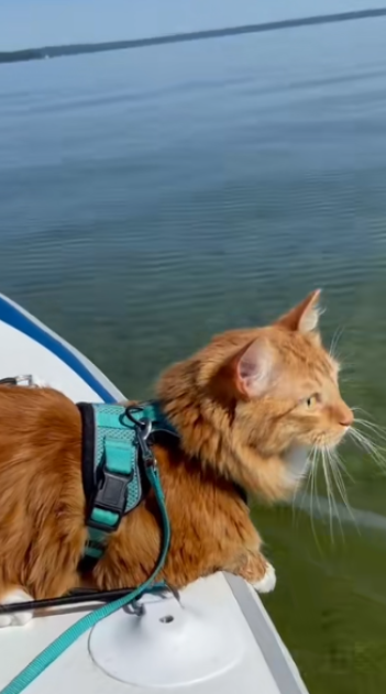 How one cat transformed our everyday life