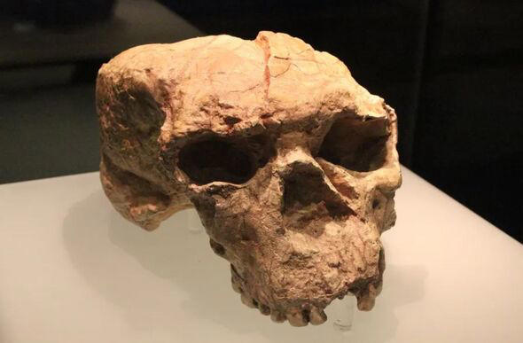 Ground breaking archaeological discovery unveils new species of ‘dragon ...