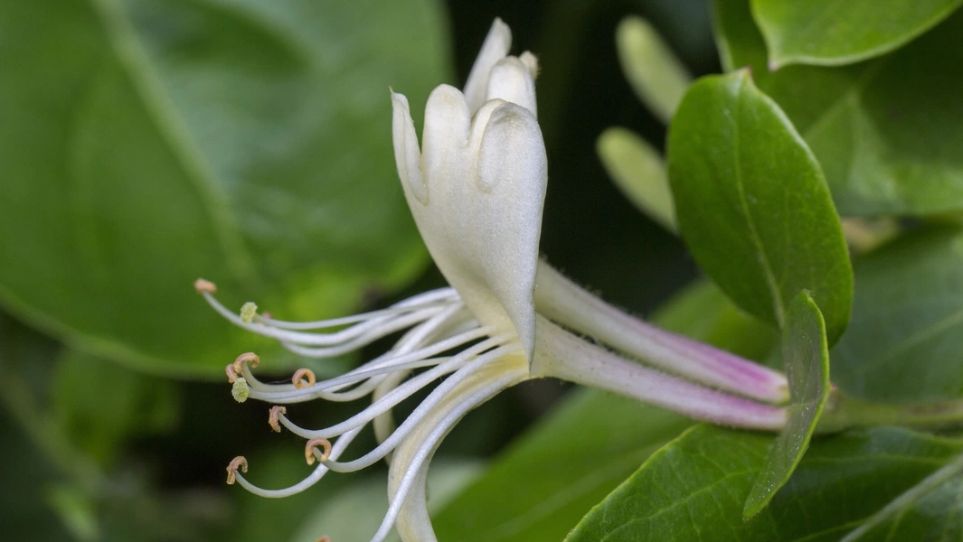8 fragrant climbing plants for gardens