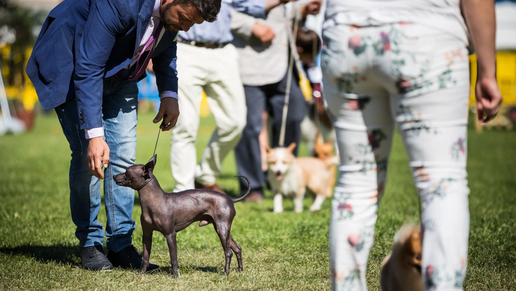 7 rare dog breeds with unique traits and care needs