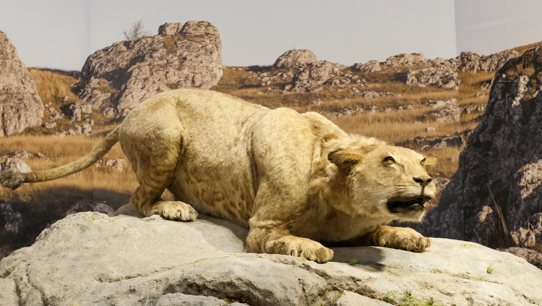 Prehistoric big cats and their evolution