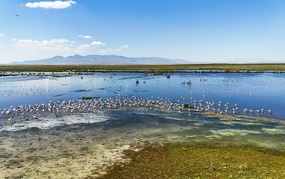 Flamingo feather color emerges as ecosystem health indicator