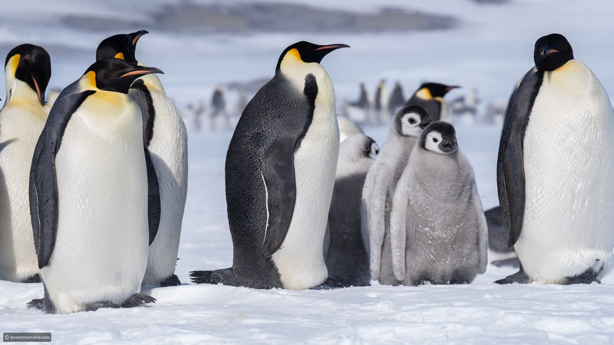The 10 most protective parents in the animal kingdom