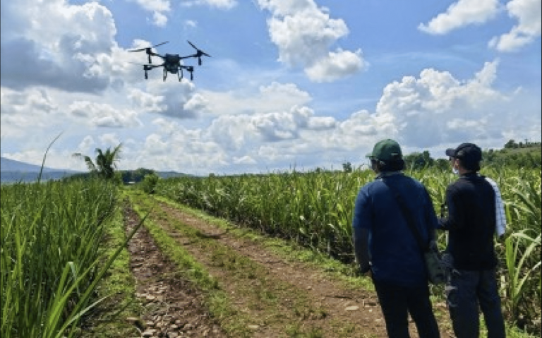 SRA sprays insecticides on Negros Occidental fields to stop infestation