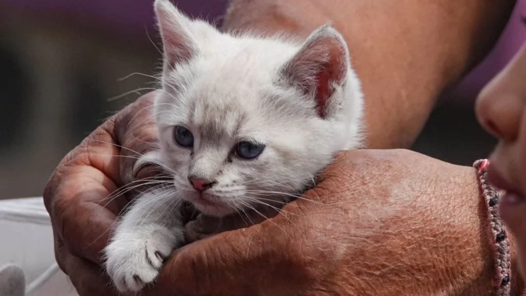 Aseguran a 13 gatos en inmueble resguardado en Iztacalco