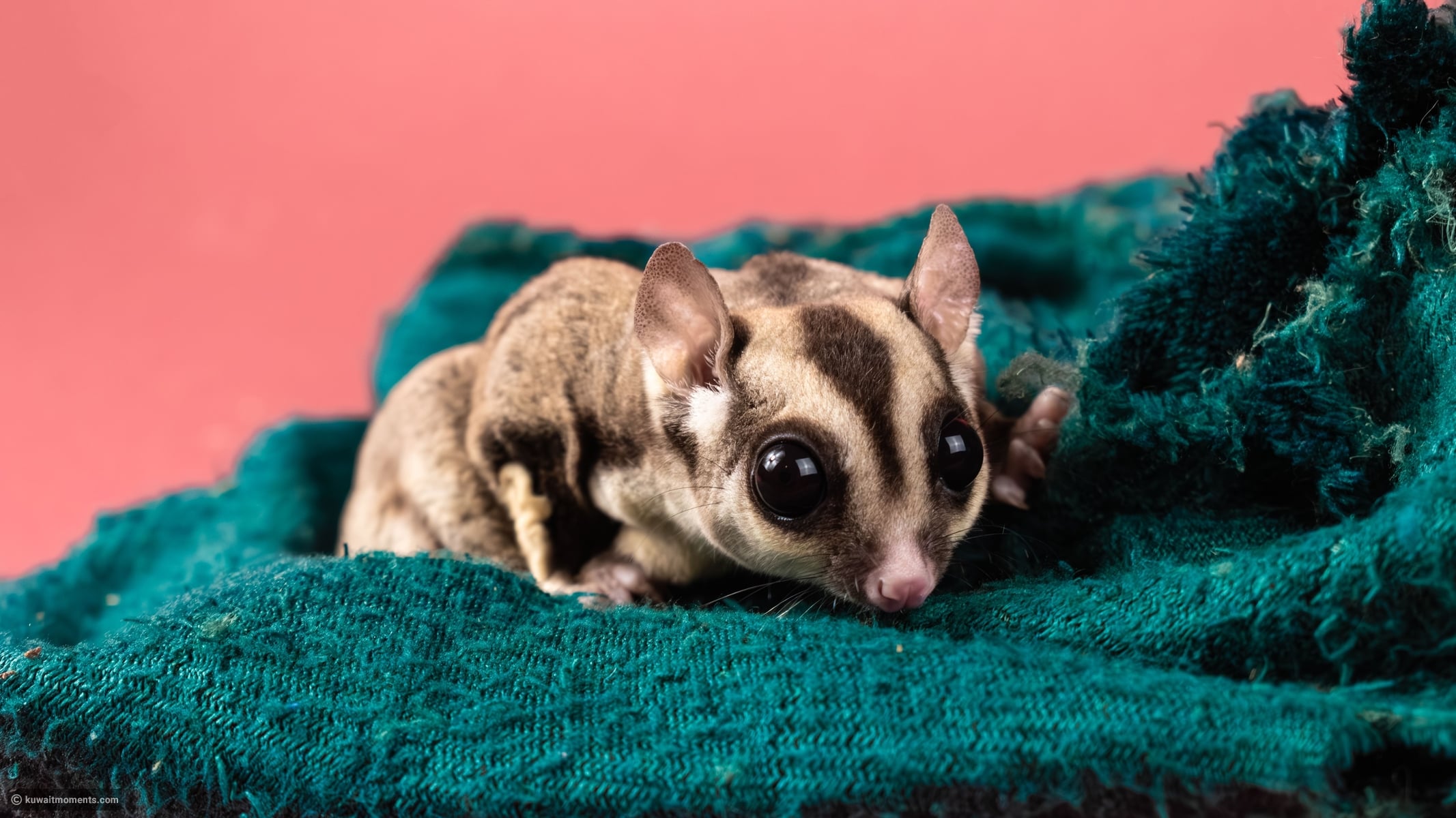 10 charming small animals from around the world