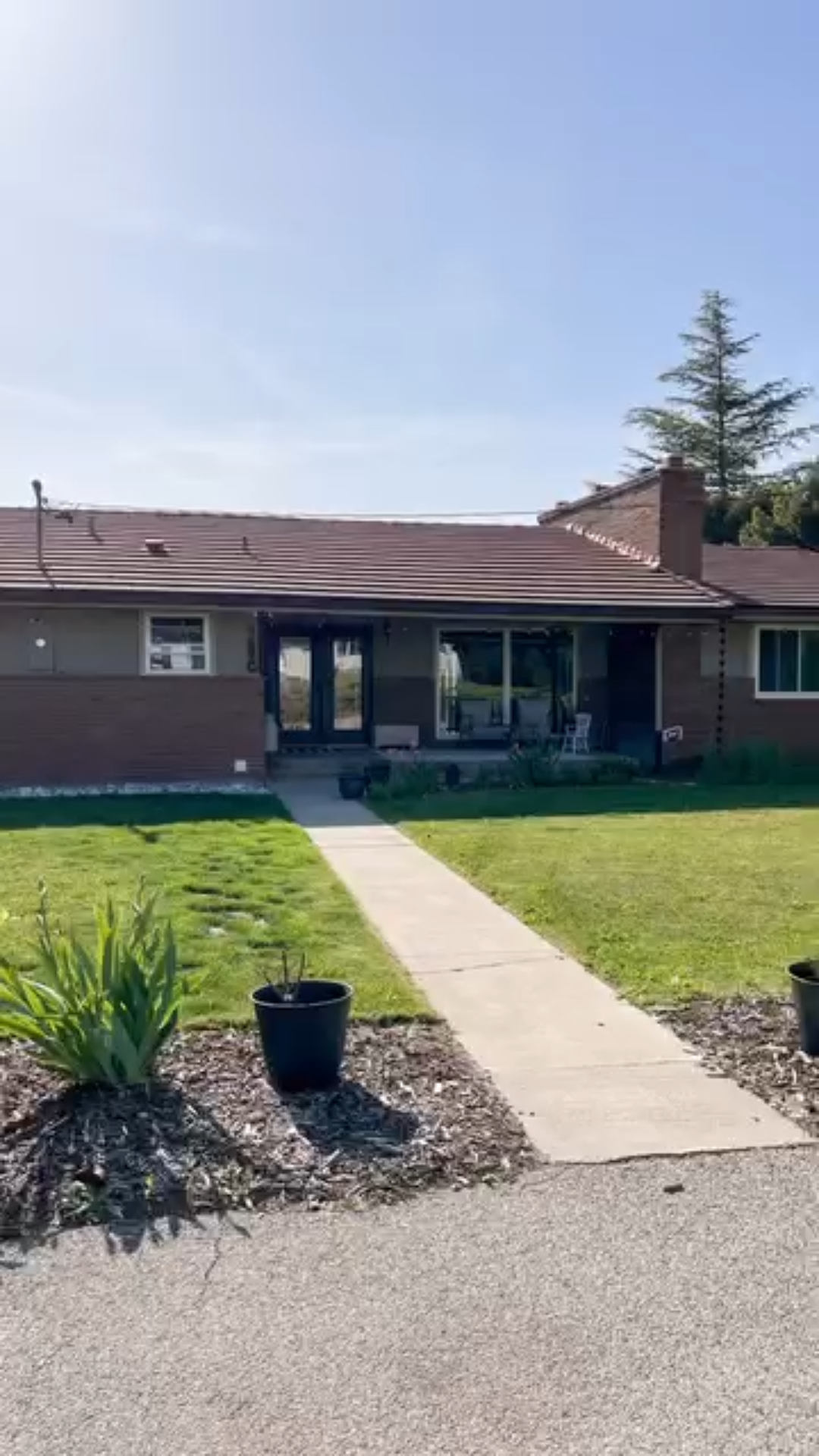 Overgrown front yard before cleanup