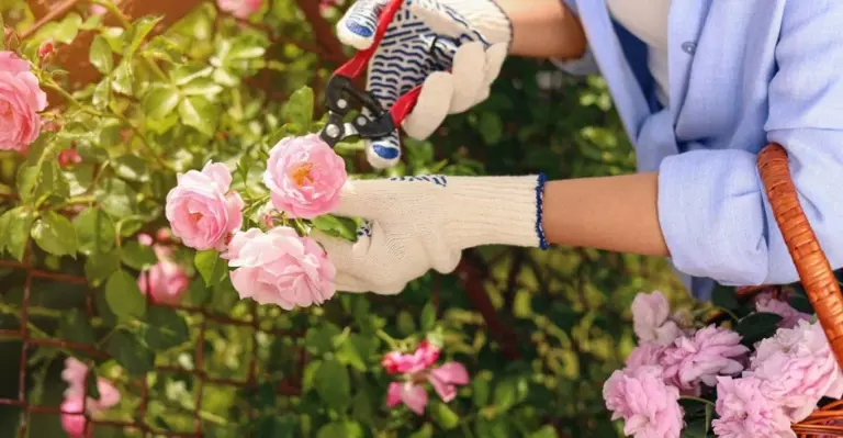 The June secret for vibrant roses: Ensure summer-long blooms