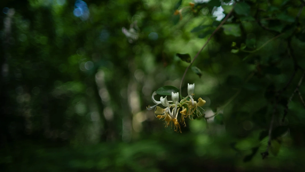 6 yellow-flowering climbers that attract pollinators
