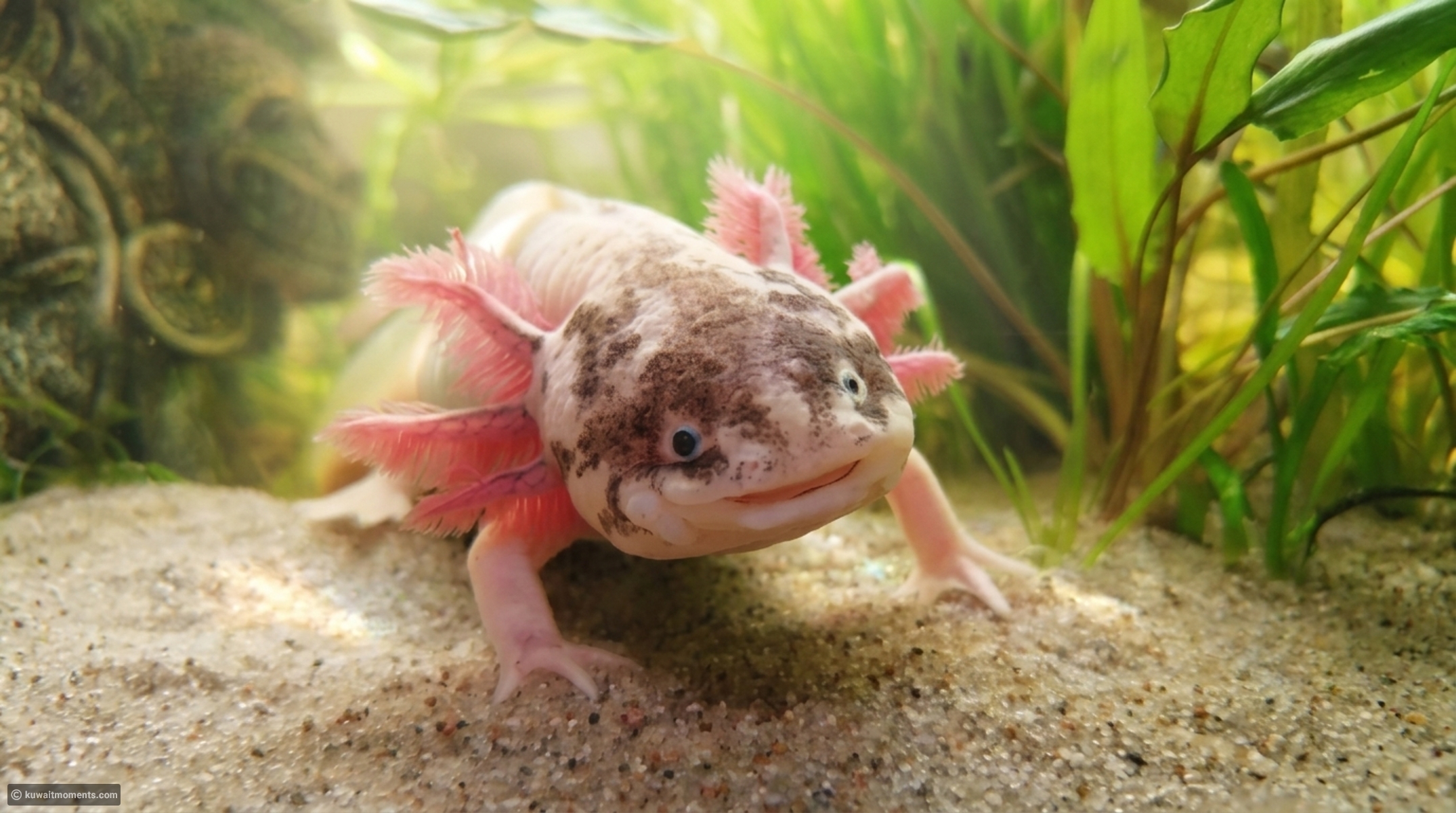 10 charming small animals from around the world