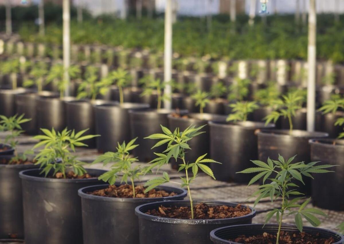 DA, supervisor in a dispute and a local city considers cannabis. Today ...