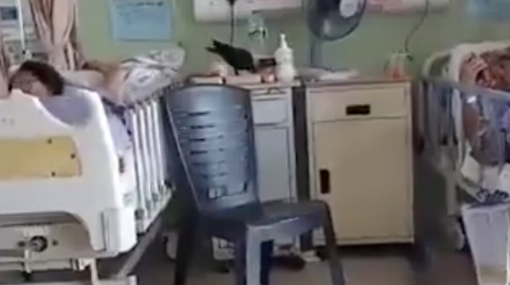 Piccioni invadono un ospedale e beccano il cibo dei pazienti