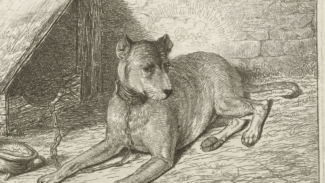 17 common mistakes to avoid with your dog