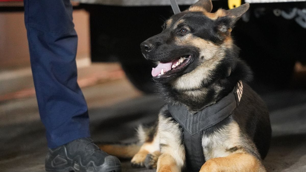 Police dog's incredible nose saves 95-year-old man from hypothermia