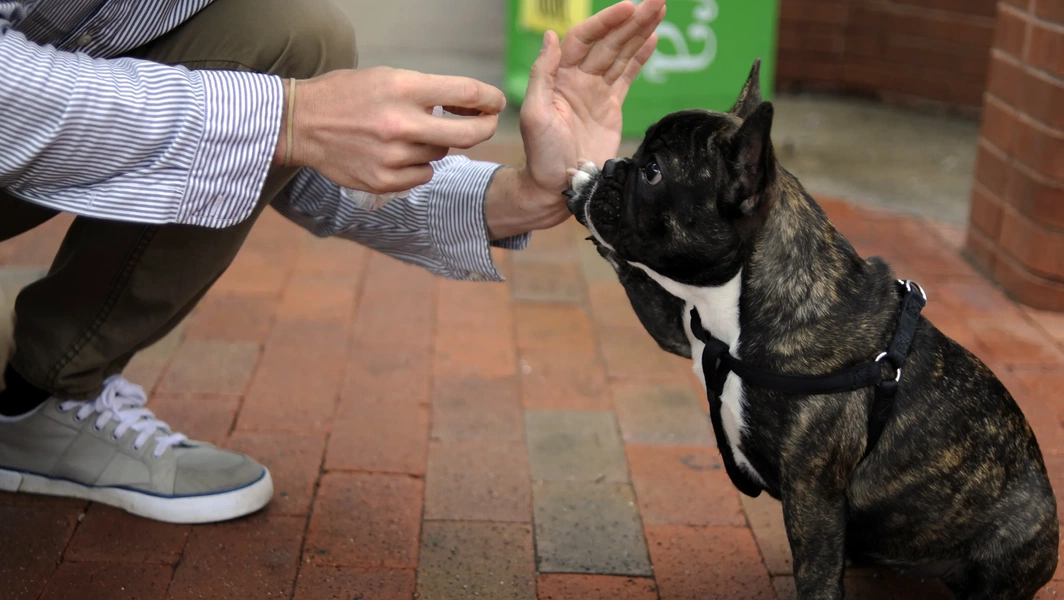 Train your dog with kindness and science