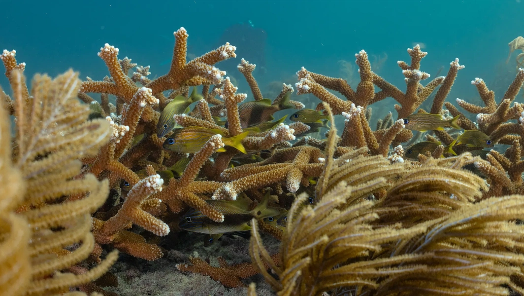 Florida's coral reefs, wildlife, and conservation challenges