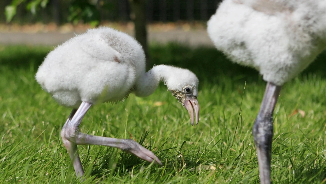 Flamingo feather color emerges as ecosystem health indicator