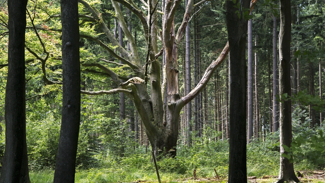 5 old-growth forests and natural landmarks in Indiana