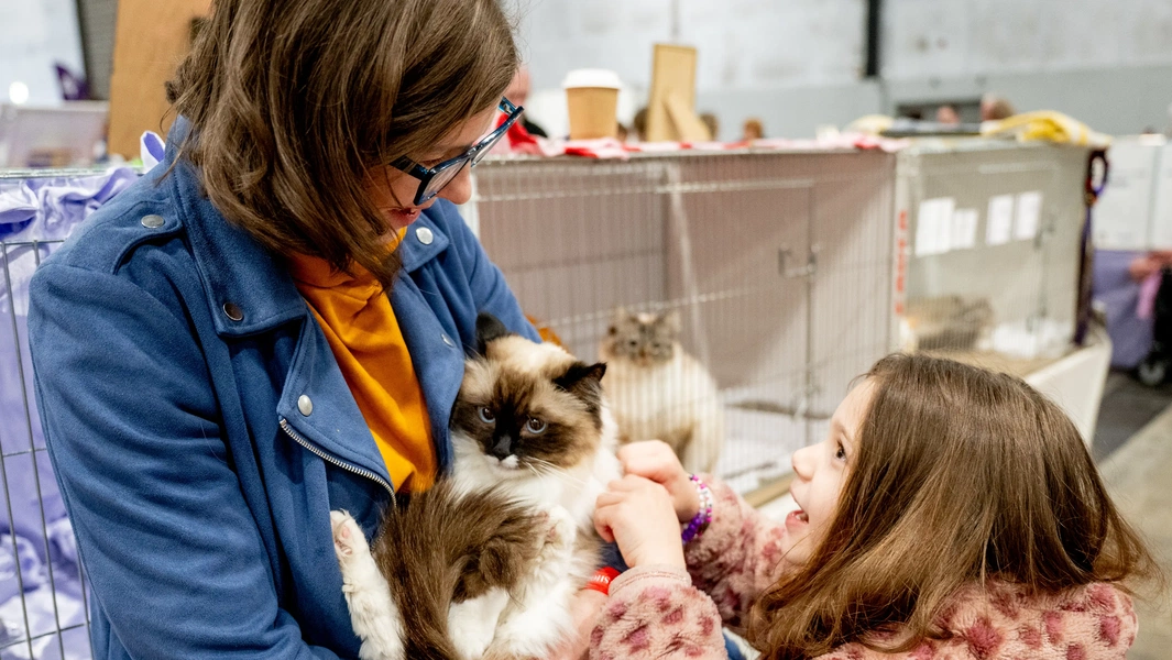 10 cat breeds known for deep human bonds