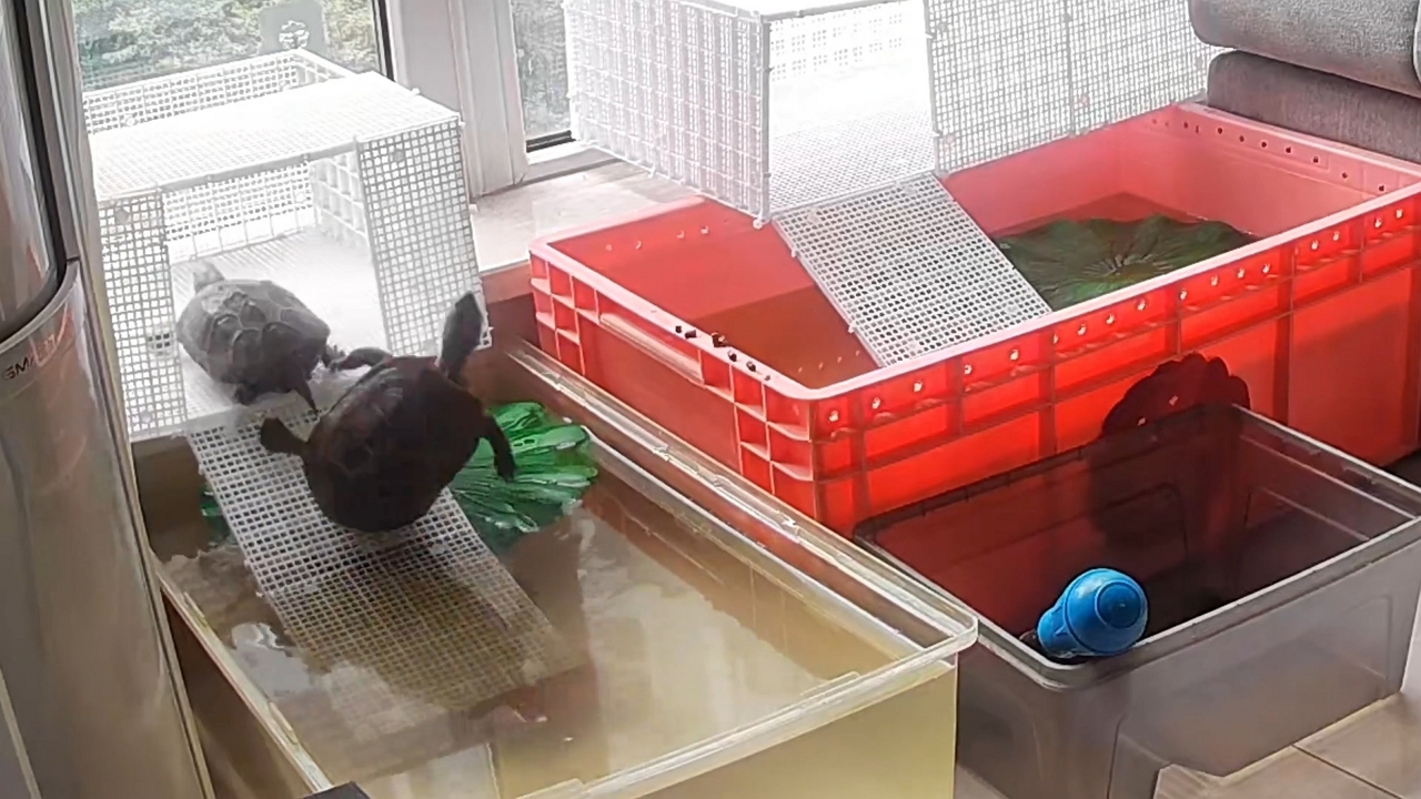 Turtle tussle ends in hilarious splash