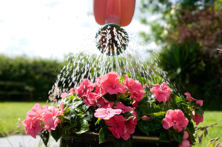 The most important gardening jobs to do in July