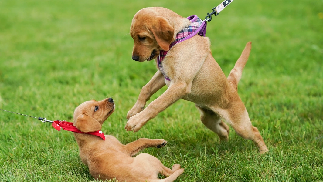 Raising a happy, well-socialized pup through play