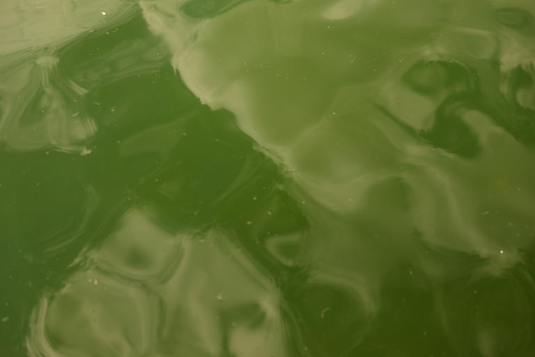 Trump administration blames Obama after Reflecting Pool turns green