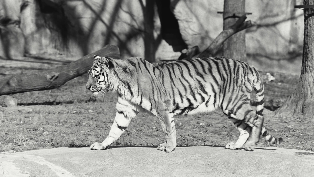 10 small zoos offering unique wildlife experiences