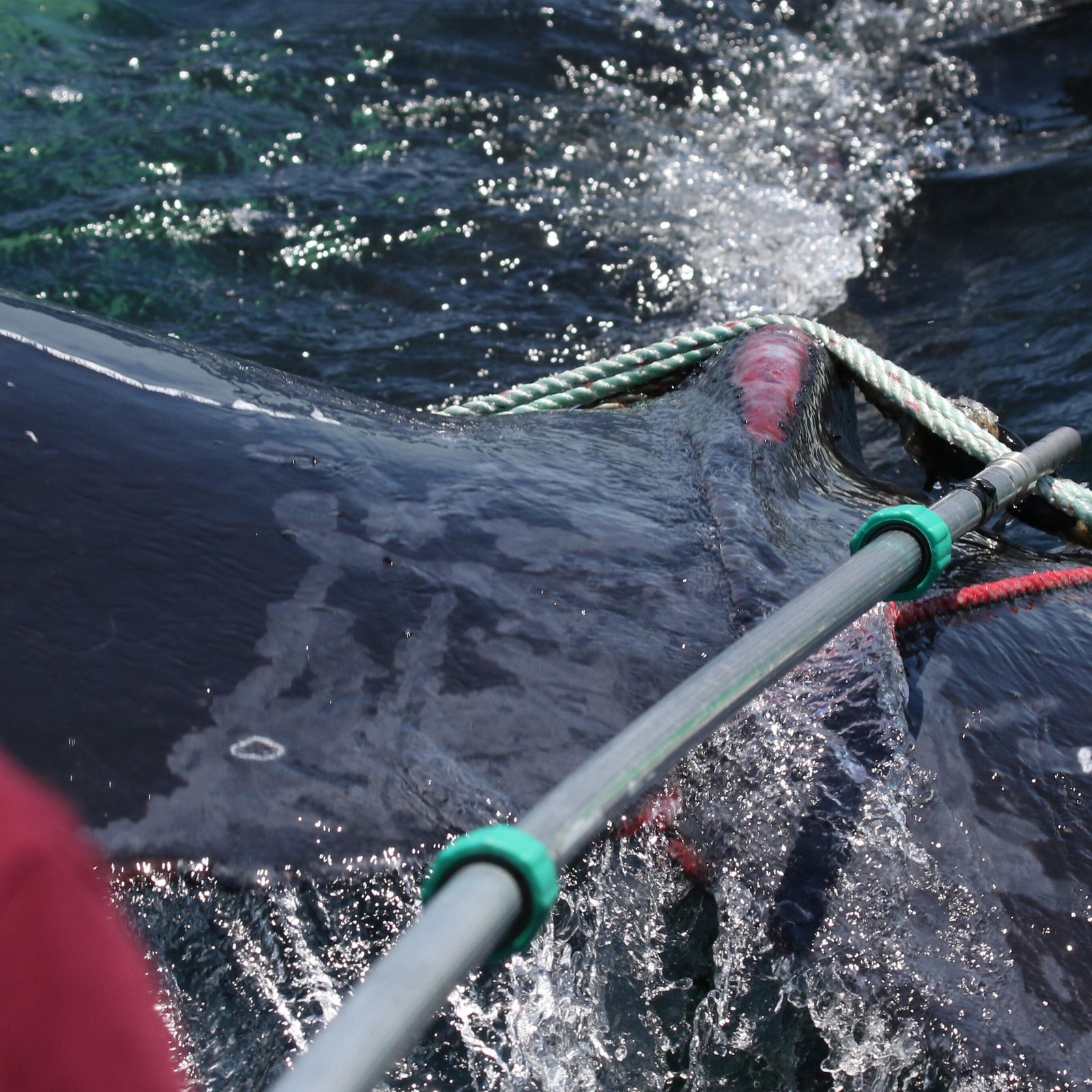 Humpback whale caught in fishing rope freed by responders