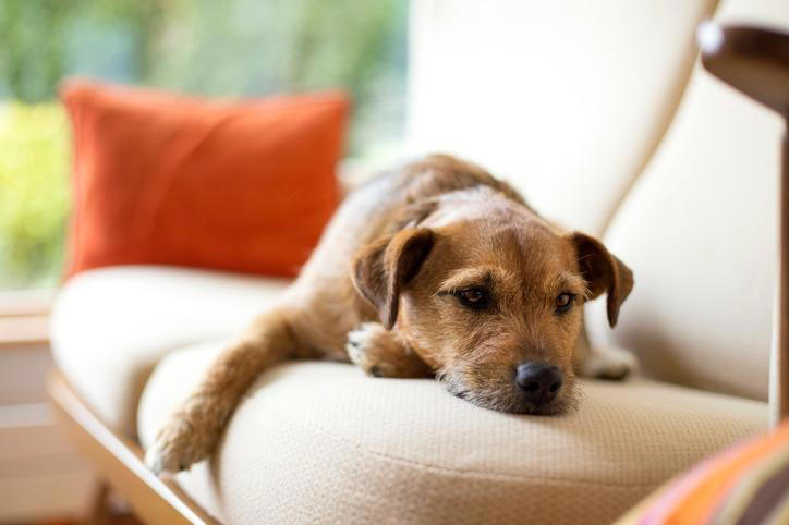 Mansfield vets urge dog owners to consider 'couch potato' days as ...