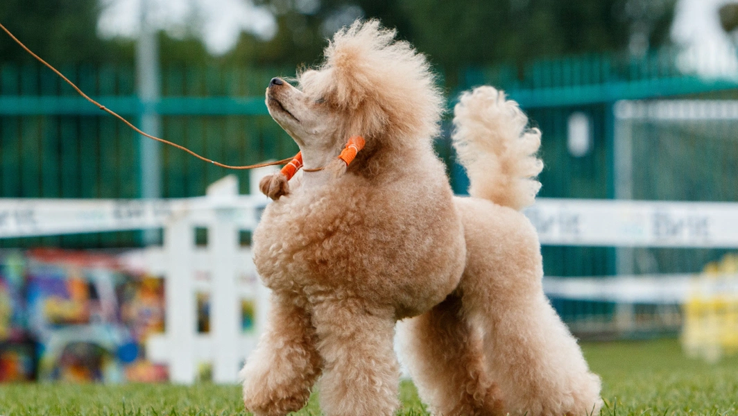 10 popular dog breeds and their key traits