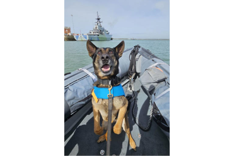 Former military police dog Tomi that worked in Portsmouth undergoes ...